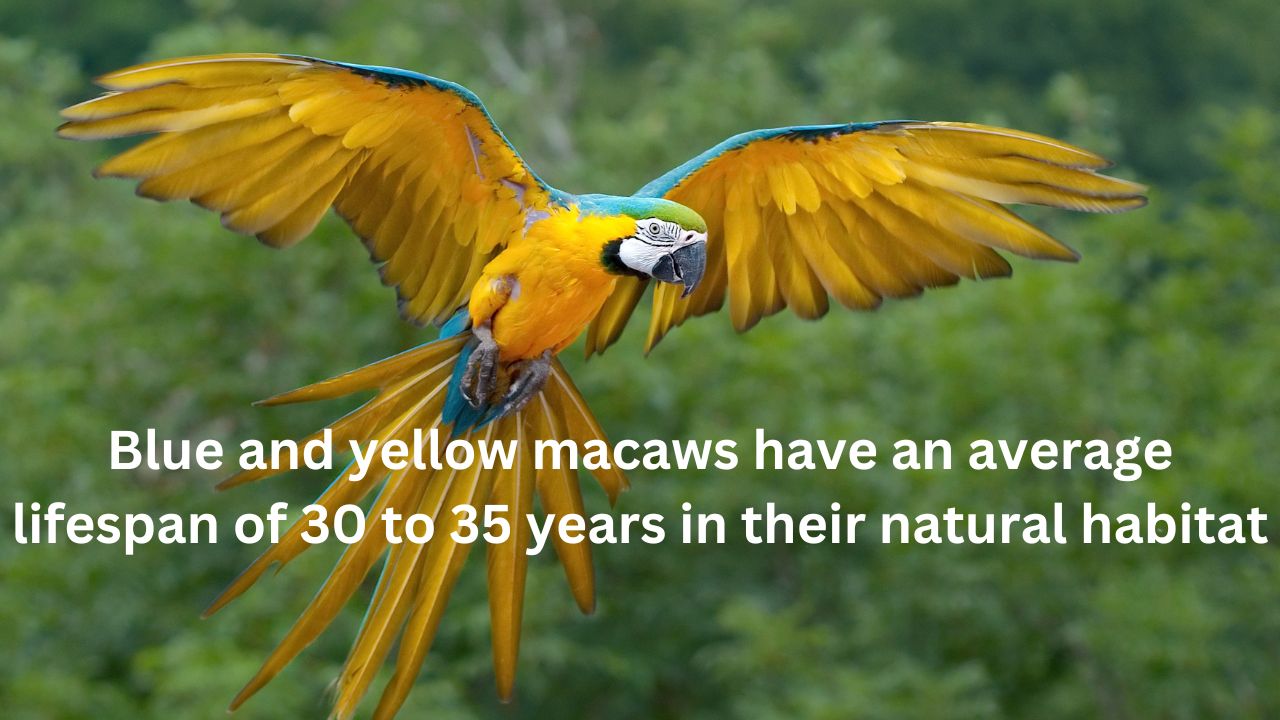 Blue and Yellow Macaw Lifespan: A Colorful Journey