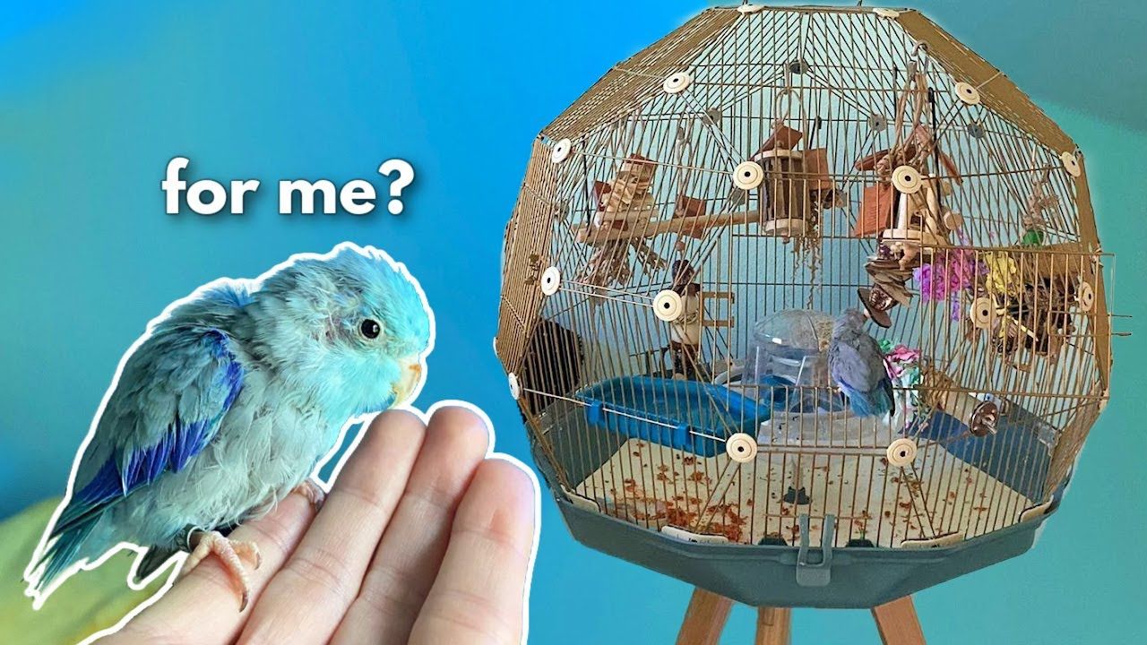 Parrotlet Lifespan in Captivity
