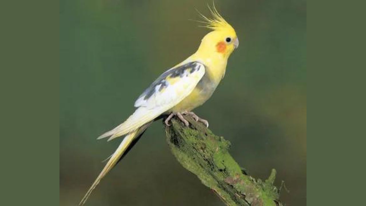 Cockatiel Life Expectancy in Captivity