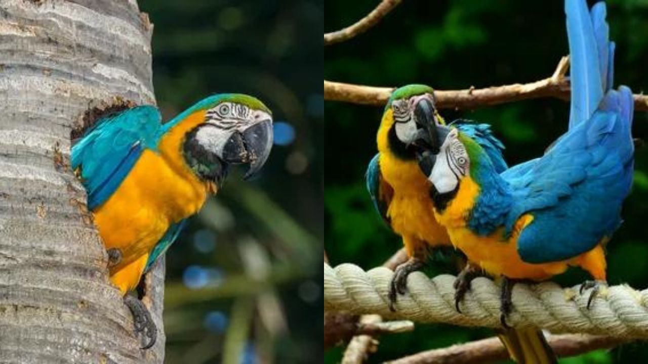 Blue and Yellow Macaw Lifespan: A Colorful Journey