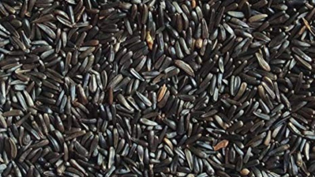 The Best Bird Seed for Wild Birds