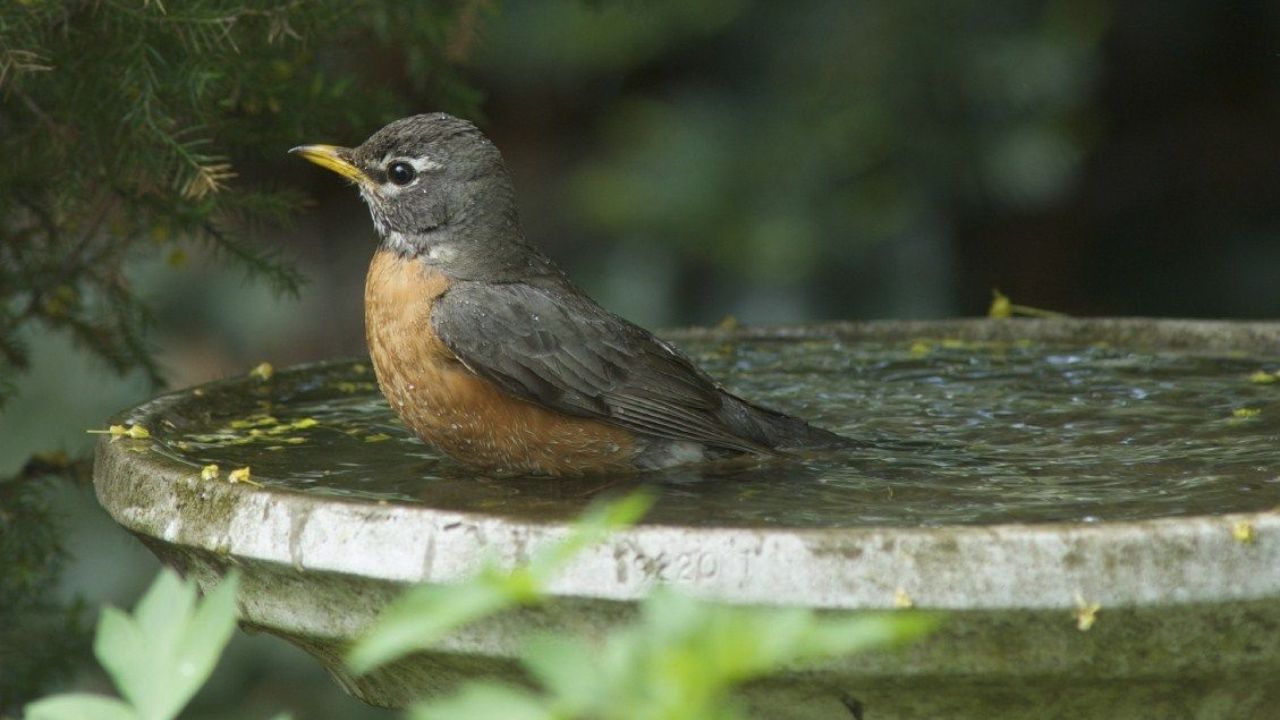 A Guide For Watching American Backyard Birds