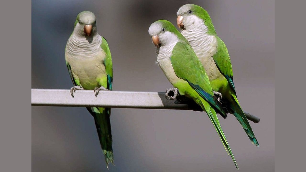 Best Talking Parrots for Beginners: Top Choices