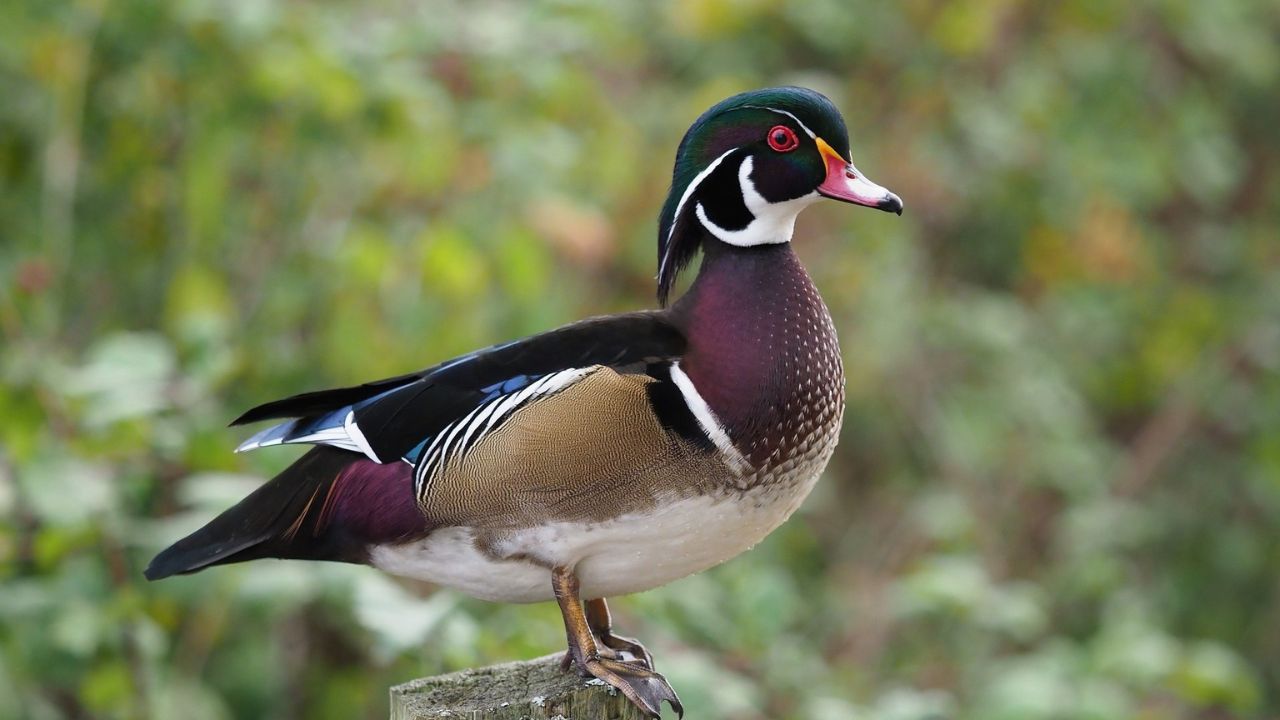 North American Duck Species: A Comprehensive Guide