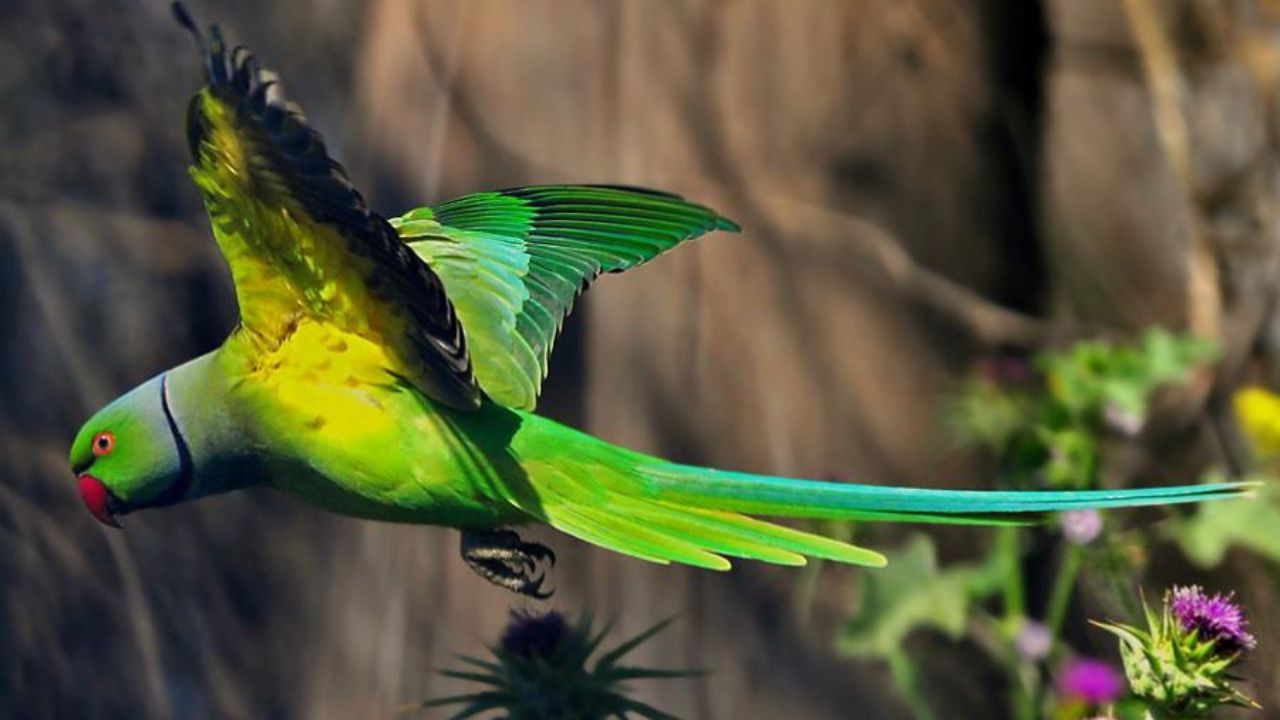 Discover the Fascinating World of the Vibrant Green Parrots