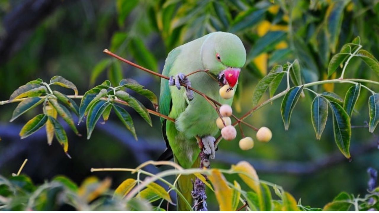 Discover the Fascinating World of the Vibrant Green Parrots