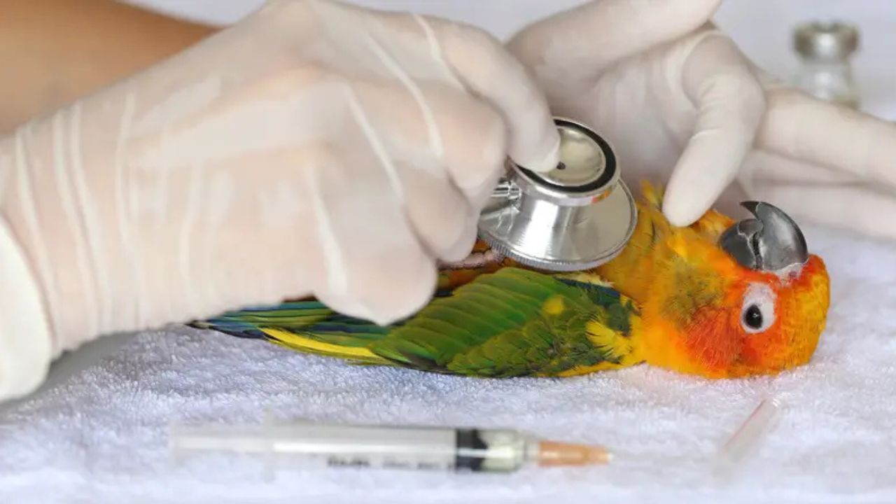 Best Training Treats for Happy, Healthy Conures