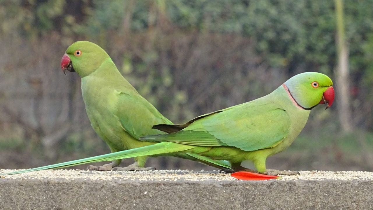 Discover the Fascinating World of the Vibrant Green Parrots