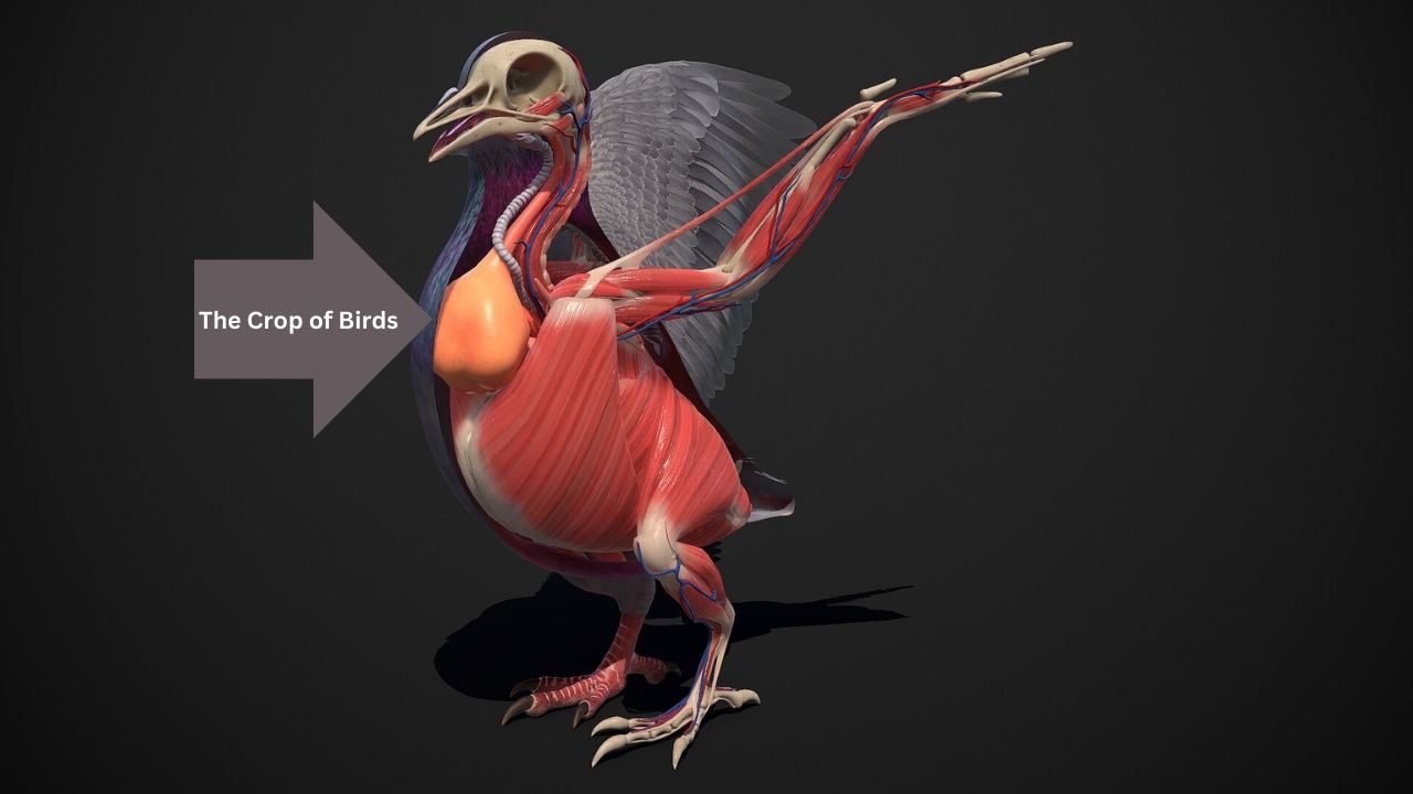 How to Safely and Effectively Empty a Bird's Crop