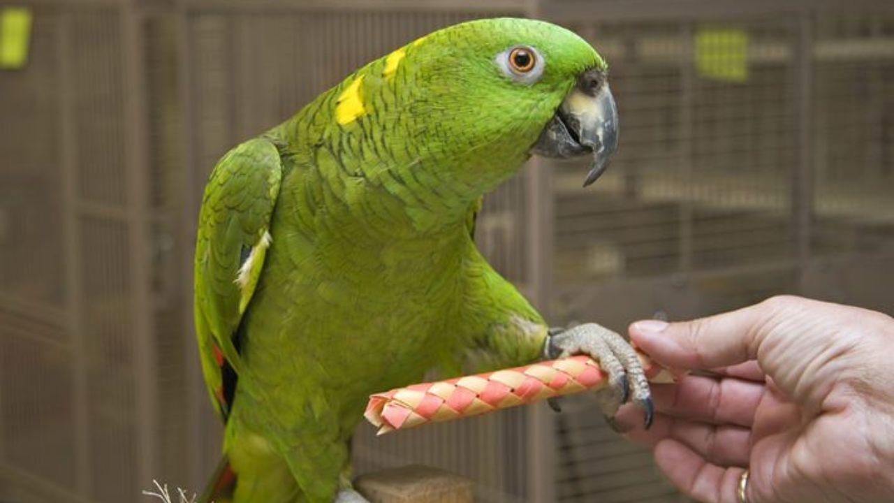 Discover the Fascinating World of the Vibrant Green Parrots